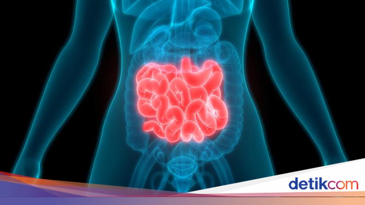 Fungsi dan Bagian Usus Halus dalam Sistem Pencernaan Manusia, Yuk Pelajari!