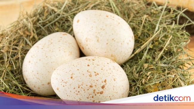 Hewan Bertelur: Ciri-ciri, Proses Pembuahan dan Contohnya