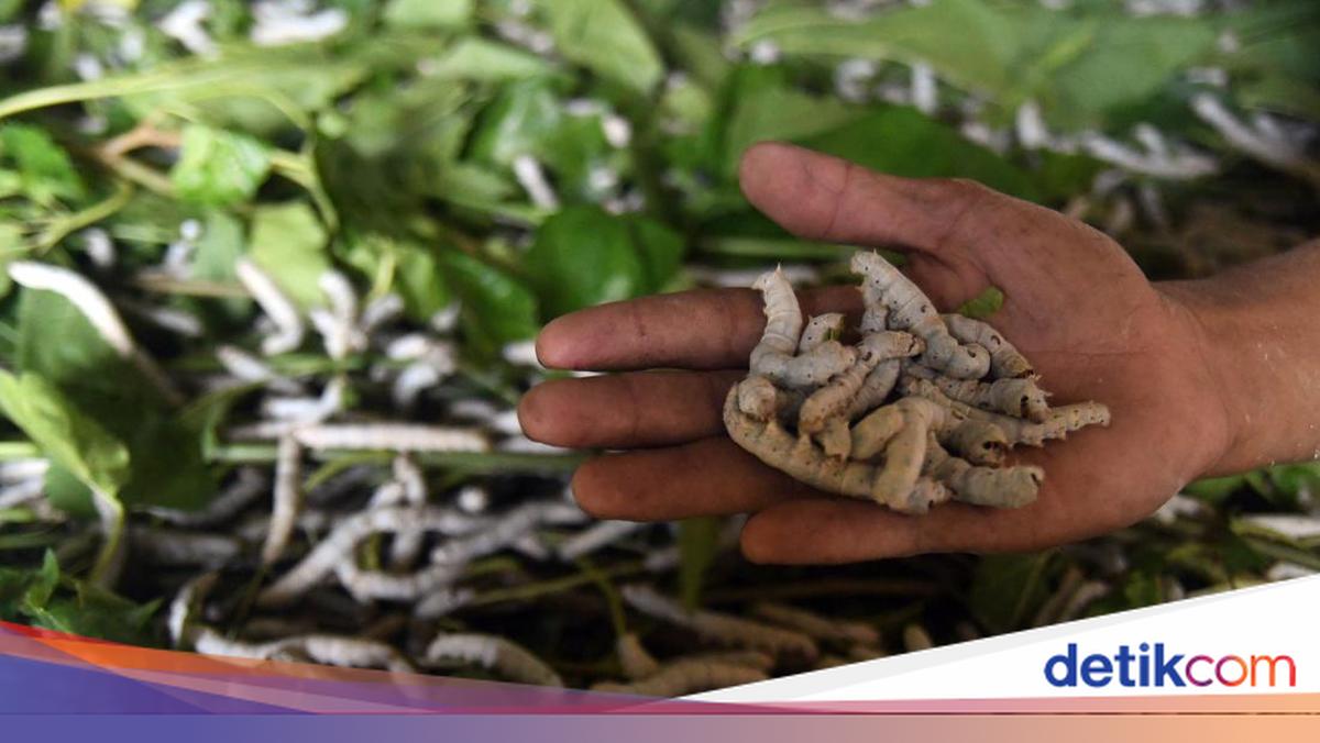 Bentuk Ulat ketika Dewasa pada Metamorfosis Kupu-kupu