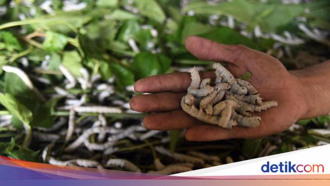 Bentuk Ulat ketika Dewasa pada Metamorfosis Kupu-kupu