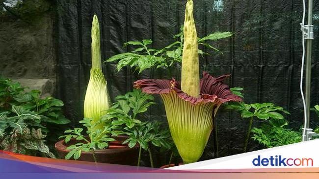 Bunga Bangkai Tumbuhan Asli Mana? Ini Jawabannya
