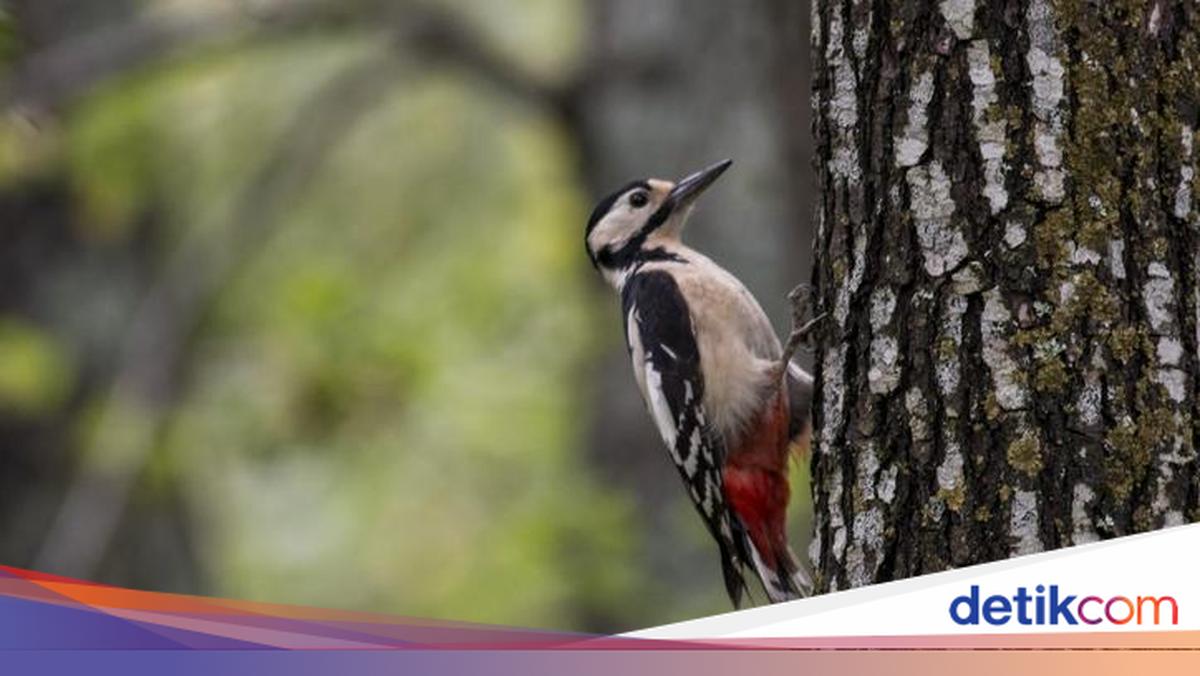 Kerjaannya Patuk Pohon, Kenapa Burung Pelatuk Tak Gegar Otak?