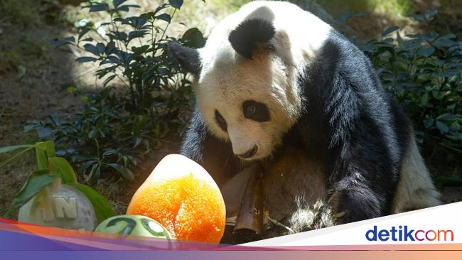 Selamat Jalan An An, Panda Jantan Tertua Dunia