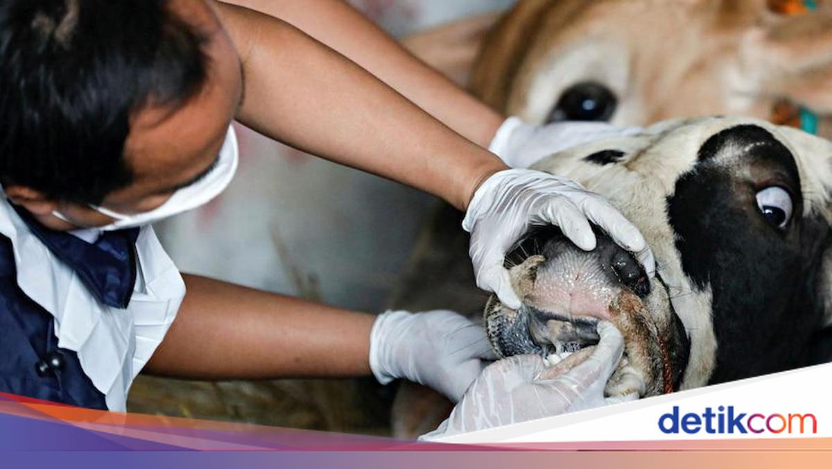 Kementan Siapkan Vaksin 4 Juta Dosis Atasi Wabah PMK