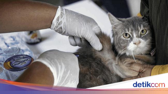 Begini Ekspresi Kucing hingga Kera Saat Disuntik Vaksin Rabies