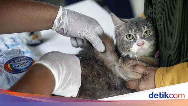 Ada Vaksinasi Rabies Gratis di Bandung, Ini Lokasi dan Syaratnya