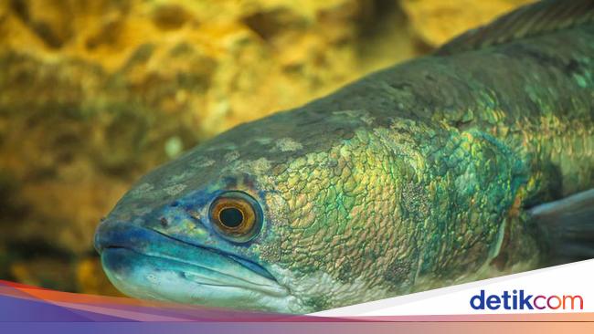 4 Fakta Ikan Toman, Predator Seharga Rp 20 Juta yang Kaya Nutrisi