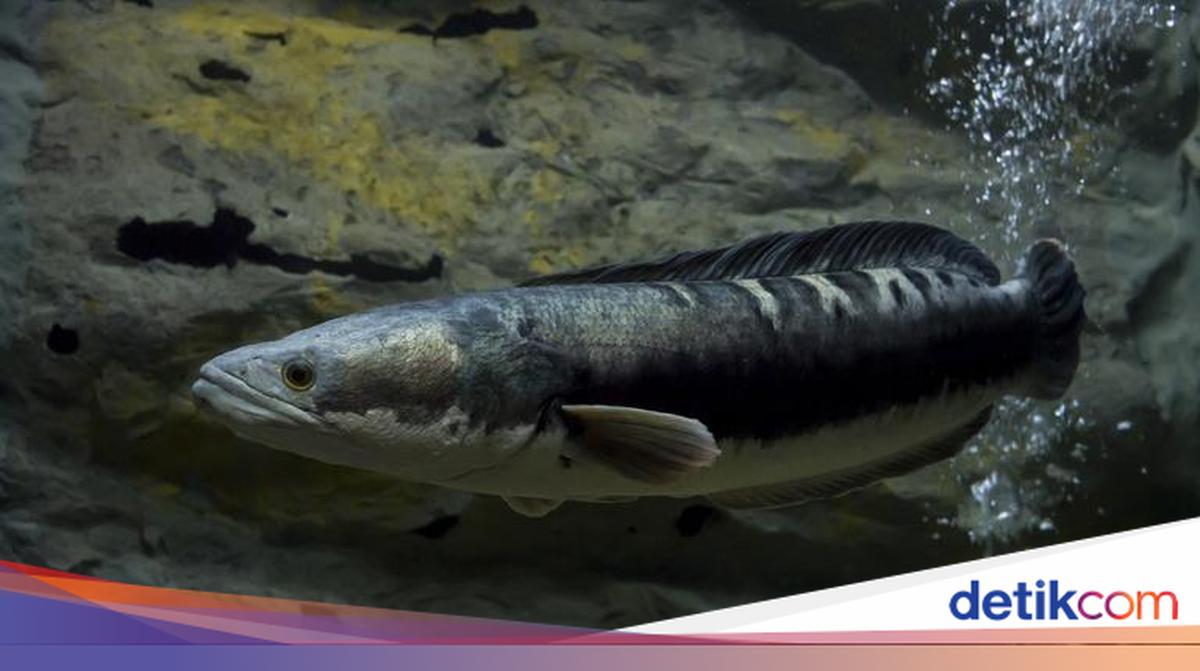 Mengenal Ikan Toman, Predator yang Enak Dimakan