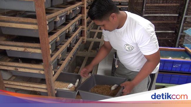 Kisah Pemuda Subang Raup Cuan Jutaan Rupiah Lewat Budidaya Tikus Kisah Pemuda Subang Raup Cuan Jutaan Rupiah Lewat Budidaya Tikus