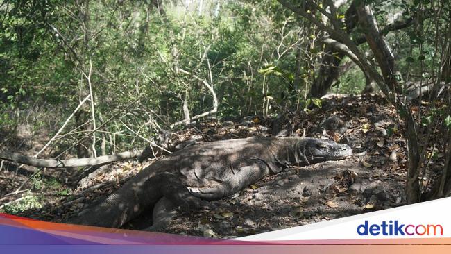 Tak Hanya TN Komodo, Semua Destinasi Harus Berkualitas dan Berkelanjutan