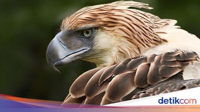 Potret 10 Elang Raksasa yang Masih Ada di Dunia