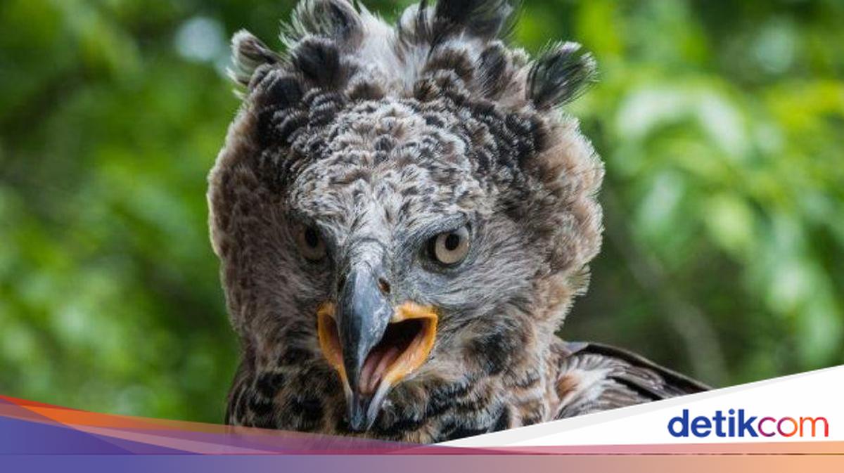 Potret 10 Elang Raksasa yang Masih Ada di Dunia