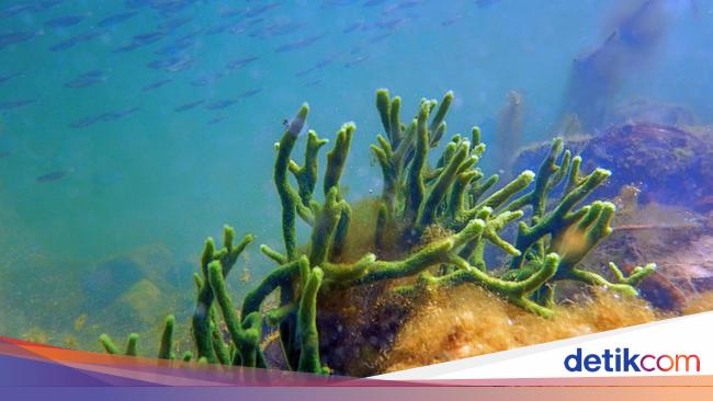Ciri dan Klasifikasi Hewan Porifera, Apa Benar Lebih Mirip Tumbuhan?