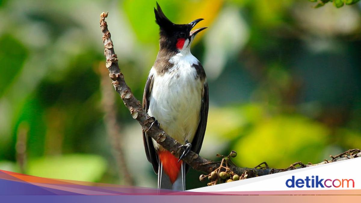 5 Fakta Manuk Cangkurileung yang Jadi Logo Ultah Bandung