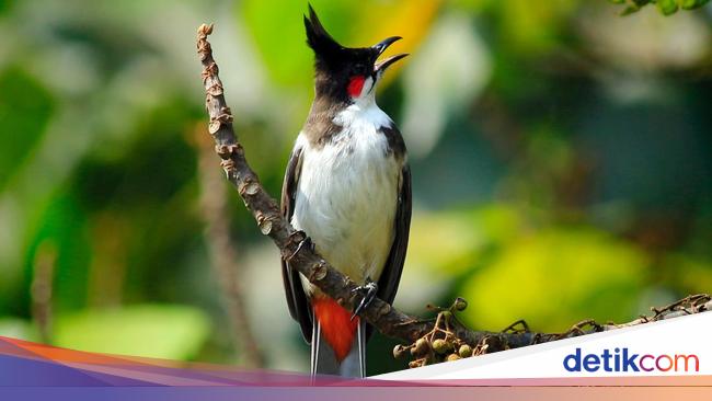 5 Fakta Manuk Cangkurileung yang Jadi Logo Ultah Bandung