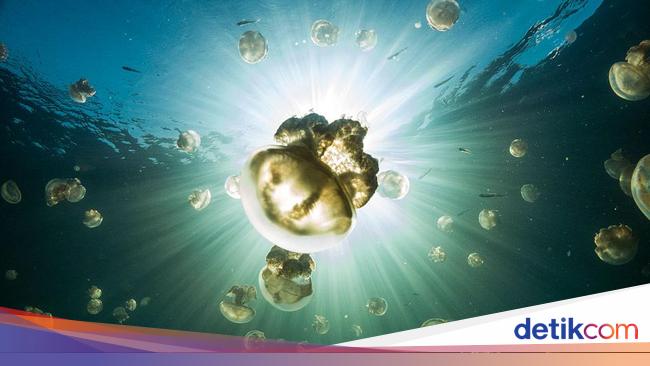 Nggak Punya Otak, Ubur-ubur Hidup Baik-baik Saja