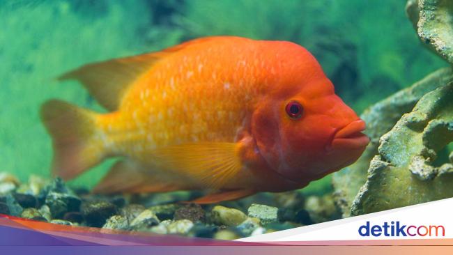 5 Fakta Ikan Red Devil yang Dilarang Keberadaannya di Indonesia