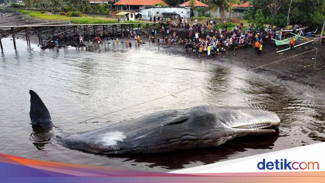 Paus Terdampar di Banyuwangi: Penyebab dan Kondisi Terkini