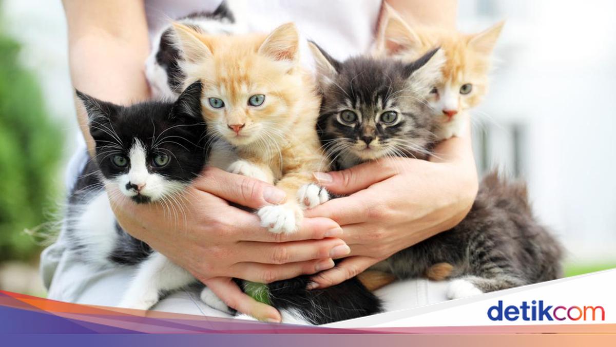 Mengenal 13 Nama Anak Hewan yang Ada di KBBI, dari Cemeng sampai Bocokok