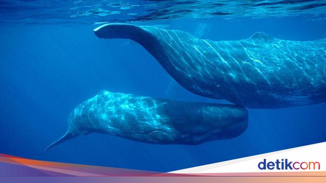 Sejarah Hari Konvensi Paus Setiap 2 Desember