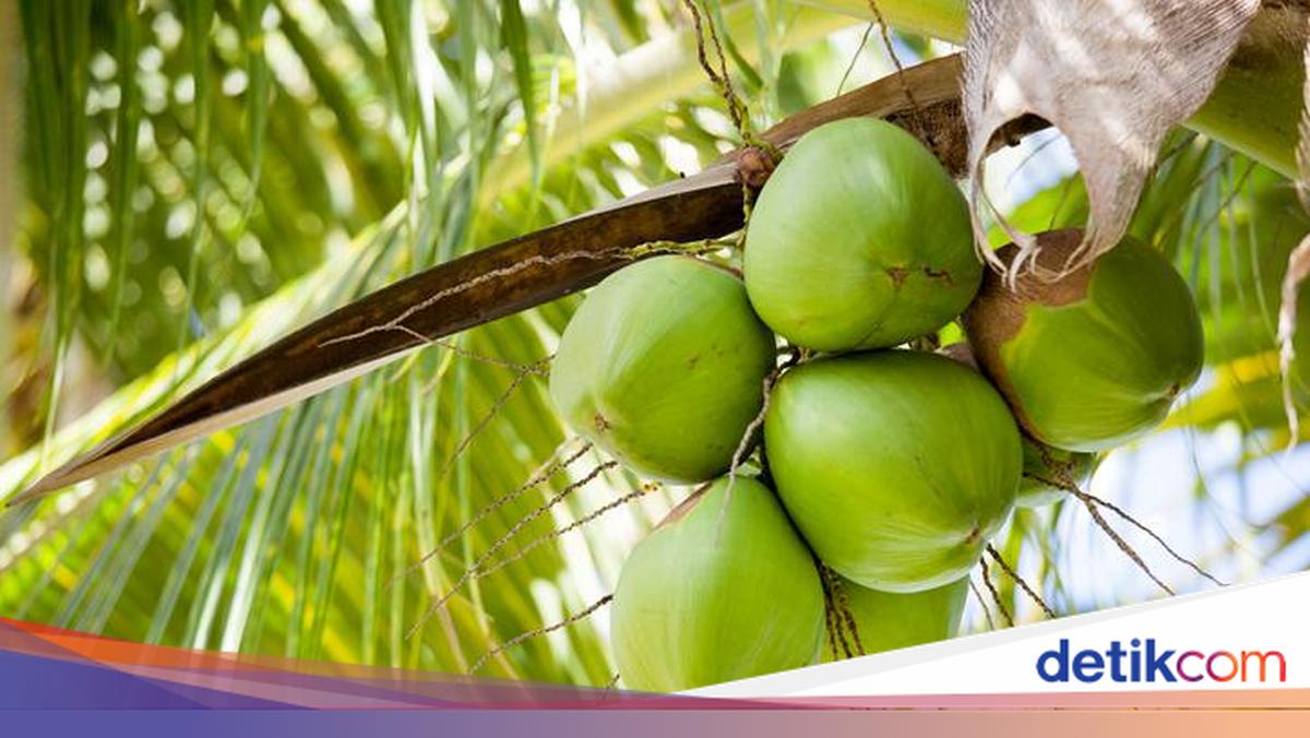 Mengenal Kelapa Genjah: Jenis, Cara Tanam, dan Manfaatnya