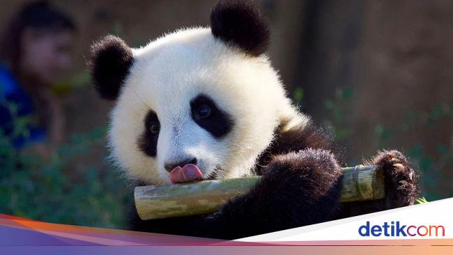 Pengertian Bahasa Panda Adalah: Contoh Soal dan Cara Mengerjakannya