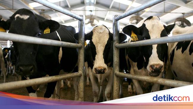 Genjot Produksi Susu dan Daging Sapi, 21 Lokasi Dijadikan PSN