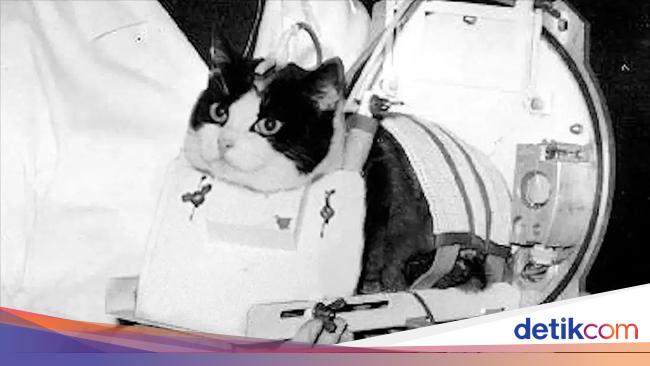 Kisah 10 Hewan yang Pernah Terbang ke Luar Angkasa