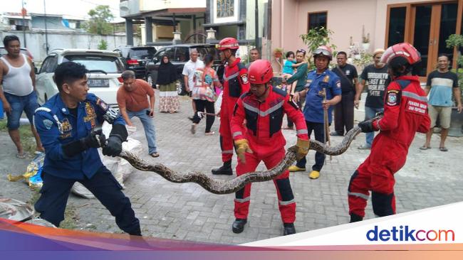 Geger Ular Piton 6 Meter di Makassar Tiba-tiba Muncul dari Tumpukan Sampah Geger Ular Piton 6 Meter di Makassar Tiba-tiba Muncul dari Tumpukan Sampah