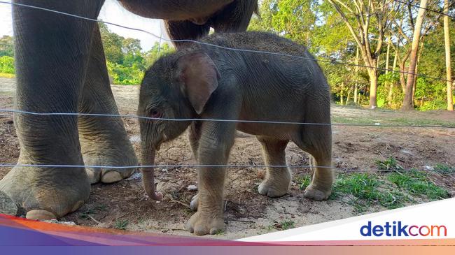 Potret Menggemaskan Bayi Gajah Sumatera Lahir di Bandar Lampung