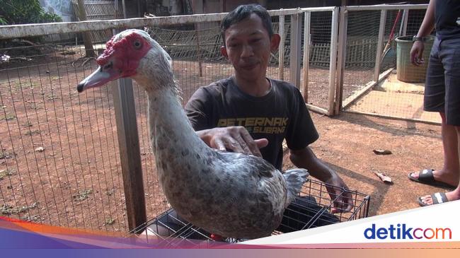 Budi Daya Entok Hias, Jarang Dilirik Padahal Cuannya Serius!