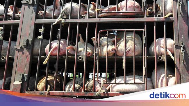 Singapura Setop Impor Babi dari Batam, Kerugian Bisa Tembus Rp 28 M