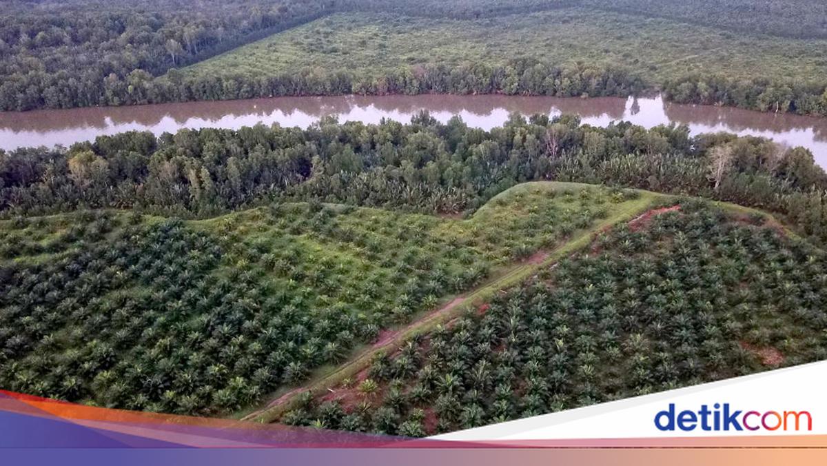 Ketika Hutan Hilang Jadi Kebun Sawit, Krisis Iklim Makin Ekstrem