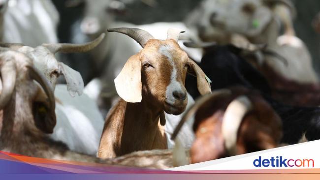 Nisab dan Kadar Zakat Ternak, Mulai dari Kambing hingga Kuda