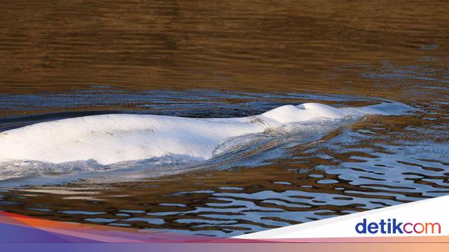 Paus 'Mata-mata' Diduga Milik Rusia Muncul di Swedia