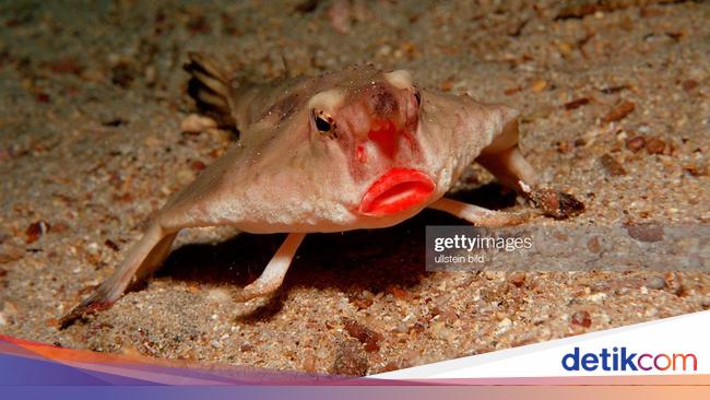 7 Hewan Berbentuk Aneh di Dunia, Ada Ikan Berlipstik Merah!