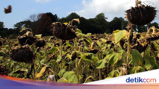 Barisan Bunga Matahari di Prancis Mati Tersengat Panas Ekstrem
