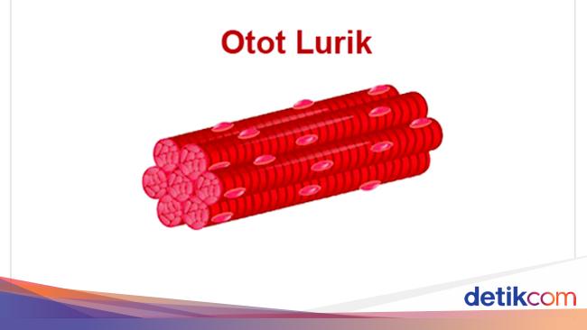 Otot Lurik: Pengertian, Bentuk, Ciri, Fungsi Serta Cara Kerjanya