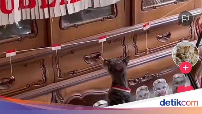 Viral Kucing Ikut Lomba 17 Agustus, Gemas dan Bikin Ngakak