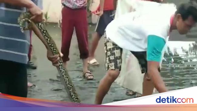Heboh Ular Besar Masuk Rumah Warga di Medan