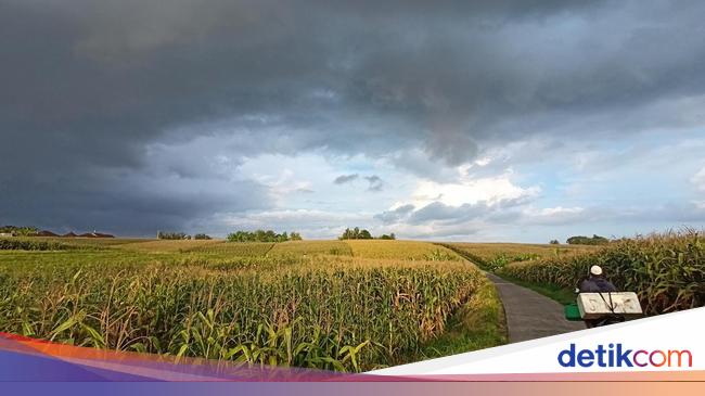 Musim Panen, Harga Jual Jagung di Tabanan Justru Turun