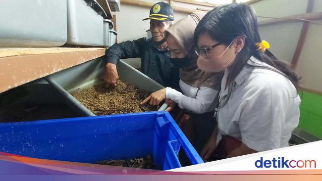 Melihat Budidaya Maggot di Sukamiskin Bandung
