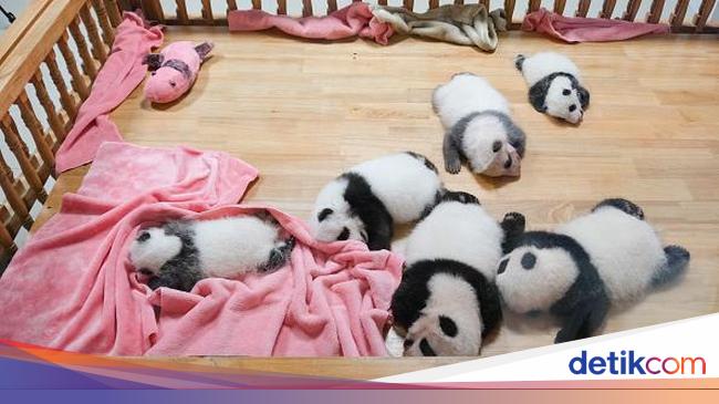 Gemasnya Bayi Panda di China, Beneran Mirip Boneka