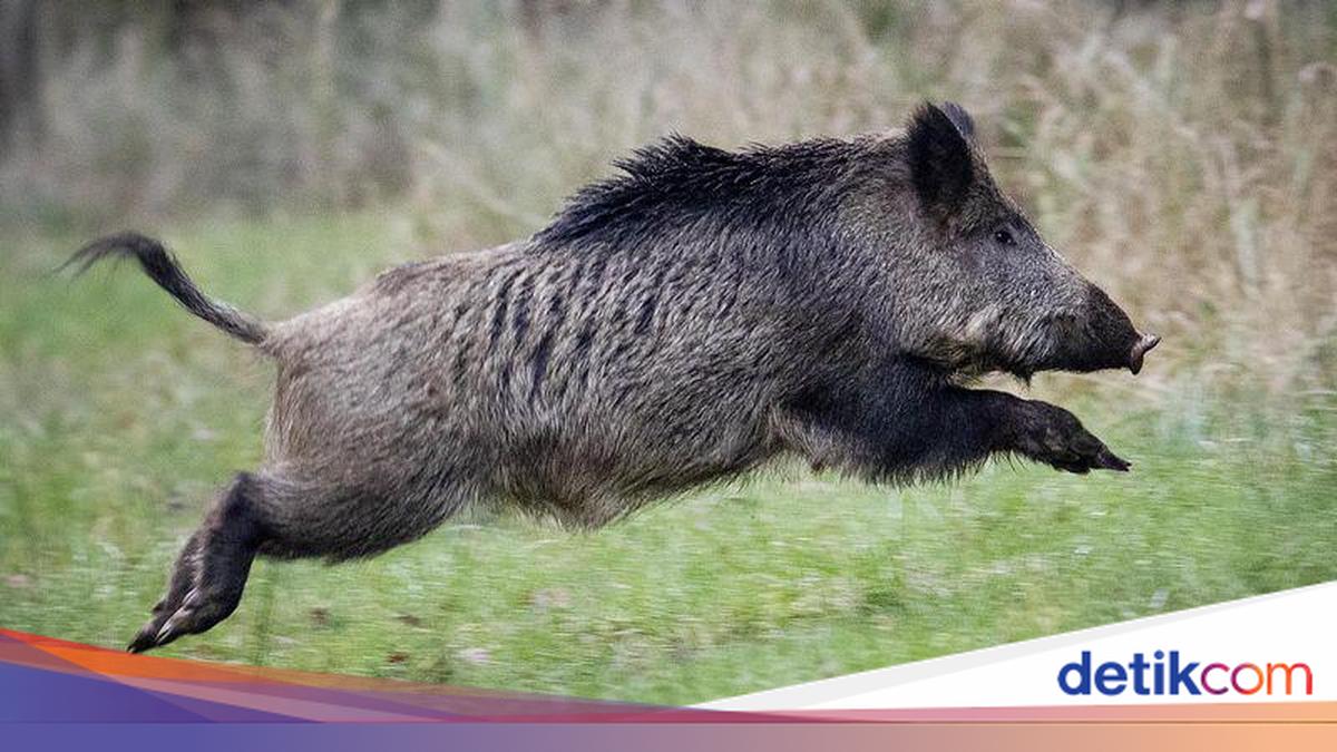 Gigitan Babi Hutan Ngamuk Bikin Warga Cianjur Dilanda Ketakutan
