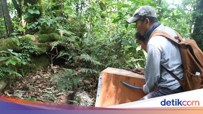 BKSDA Jogja Lepasliarkan 16 Ekor Landak Jawa di Kawasan Merapi