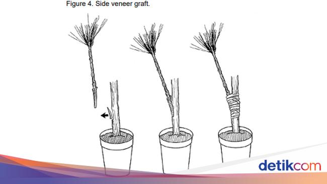 Jenis Perkembangbiakan Vegetatif Buatan Tumbuhan: Pengertian dan Cara