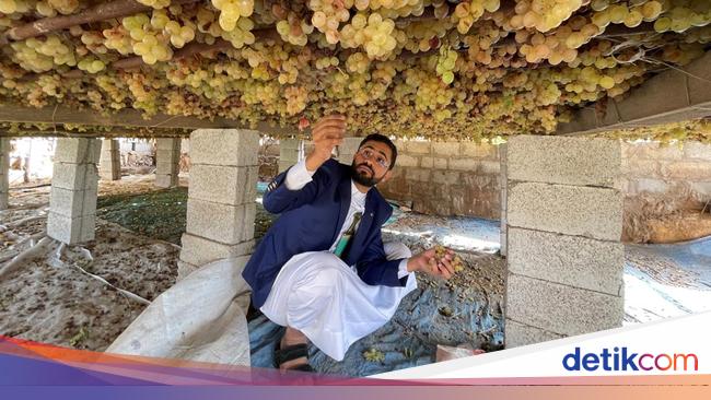 Melihat Produksi Kismis di Yaman yang Tergencet Perang dan Impor China