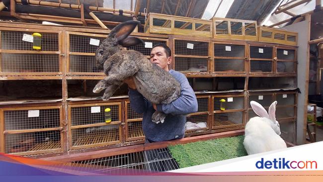 Melihat Gagahnya German Giant, Kelinci Raksasa yang Ada di Lembang