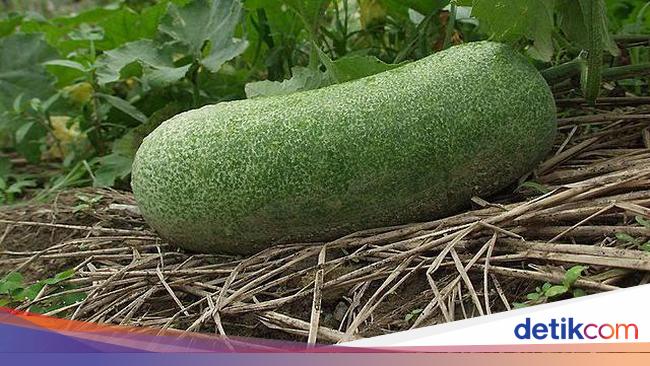 8 Manfaat Buah Kundur, Cara Mengkonsumsi, dan Efek Sampingnya