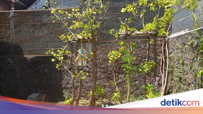 Unik! Sanggah Kemulan di Desa Les Buleleng Wajib Pakai Pohon Dapdap